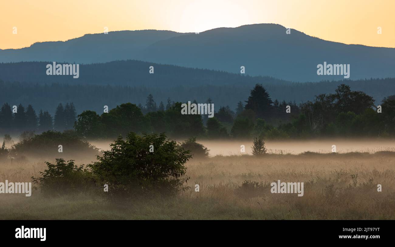 Early morning scenery in field. Sunlight through the mist and trees ...