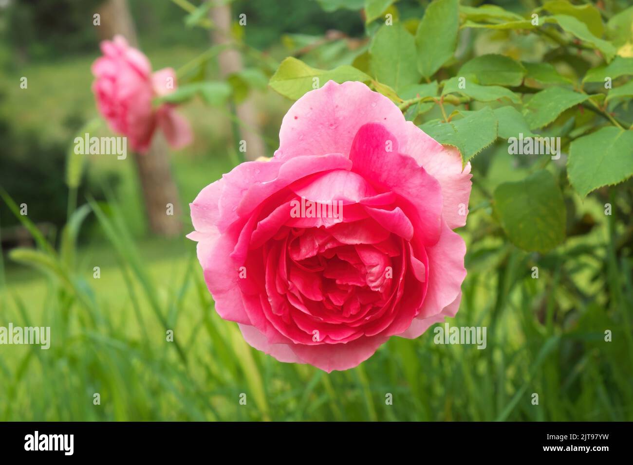 pink rose of the Monastery Novo Hopovo in the National Park Of Fruska ...