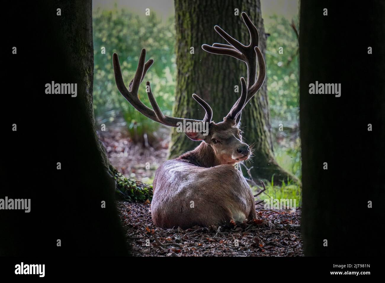 A rear view of a red deer sitting on the grass duff with his beautiful ...