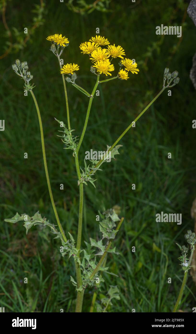 Beaked hawk's-beard, Crepis vesicaria, in flower Stock Photo - Alamy