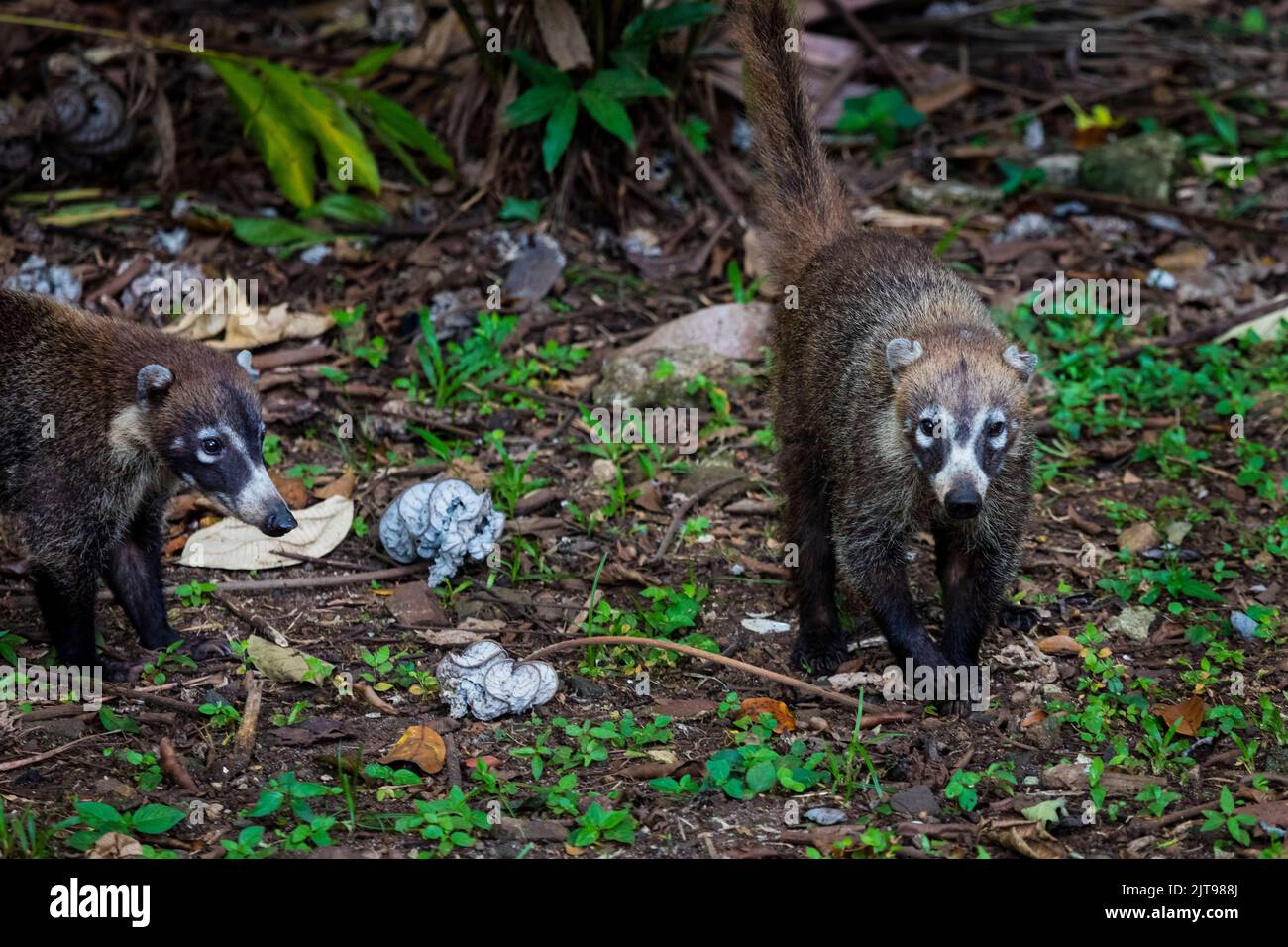 Two adult white-nosed coati, Nasua narica, in a rainforest at Albrook ...
