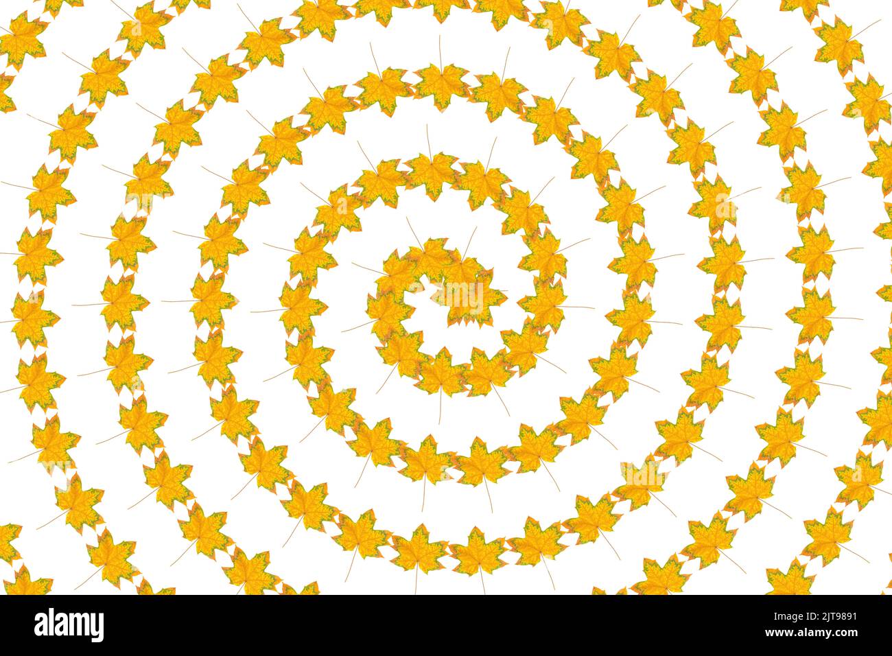 Infinity spiral made from pigmented autumn leaves isolated on white ...