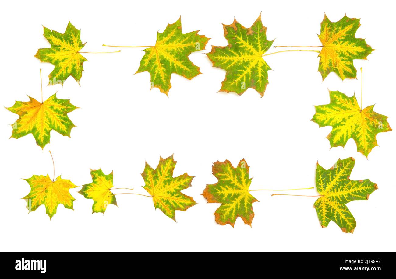 Vibrant frame made from bright maple leaves isolated on white ...