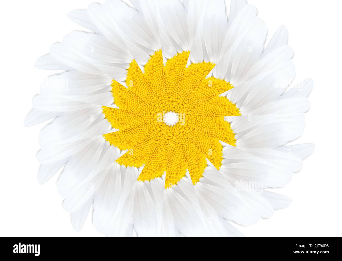 Flower made from repetitive elements of a blooming daisy on white Stock ...