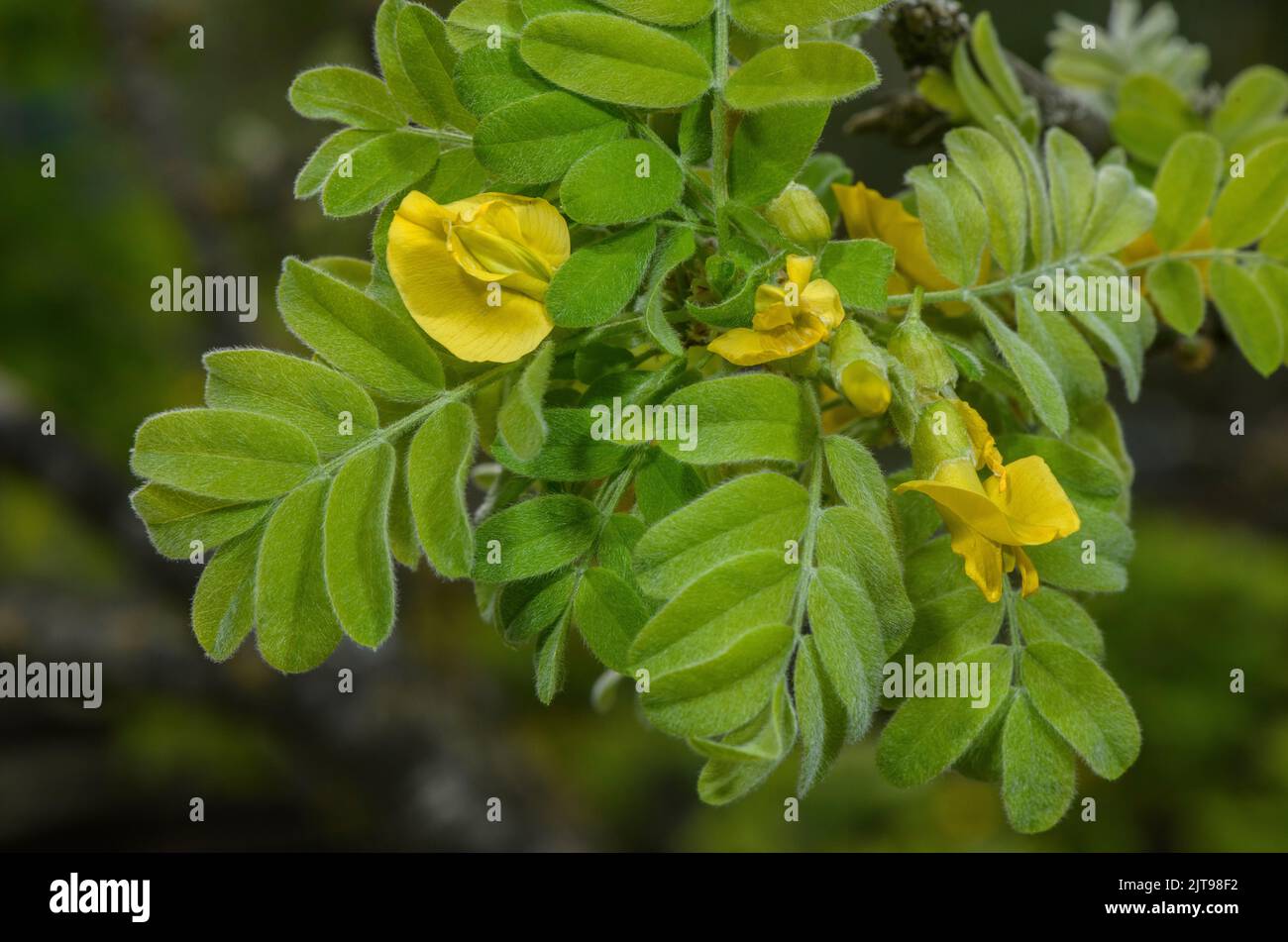 Siberian pea-tree, Caragana arborescens, in flower. From north-east ...