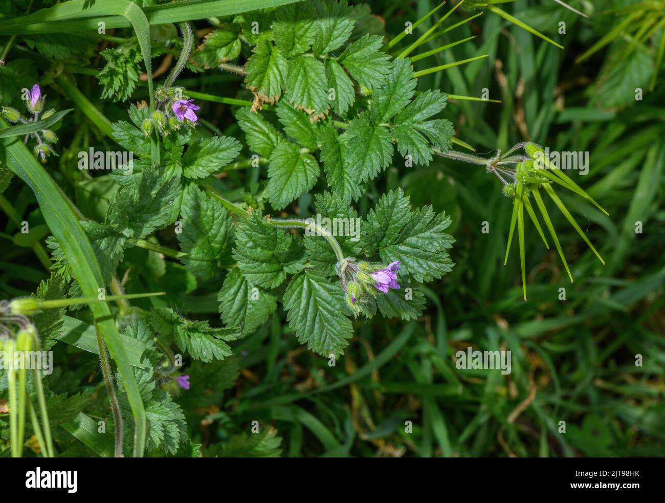 Musk stork's-bill, Erodium moschatum, in flower and fruit Stock Photo ...