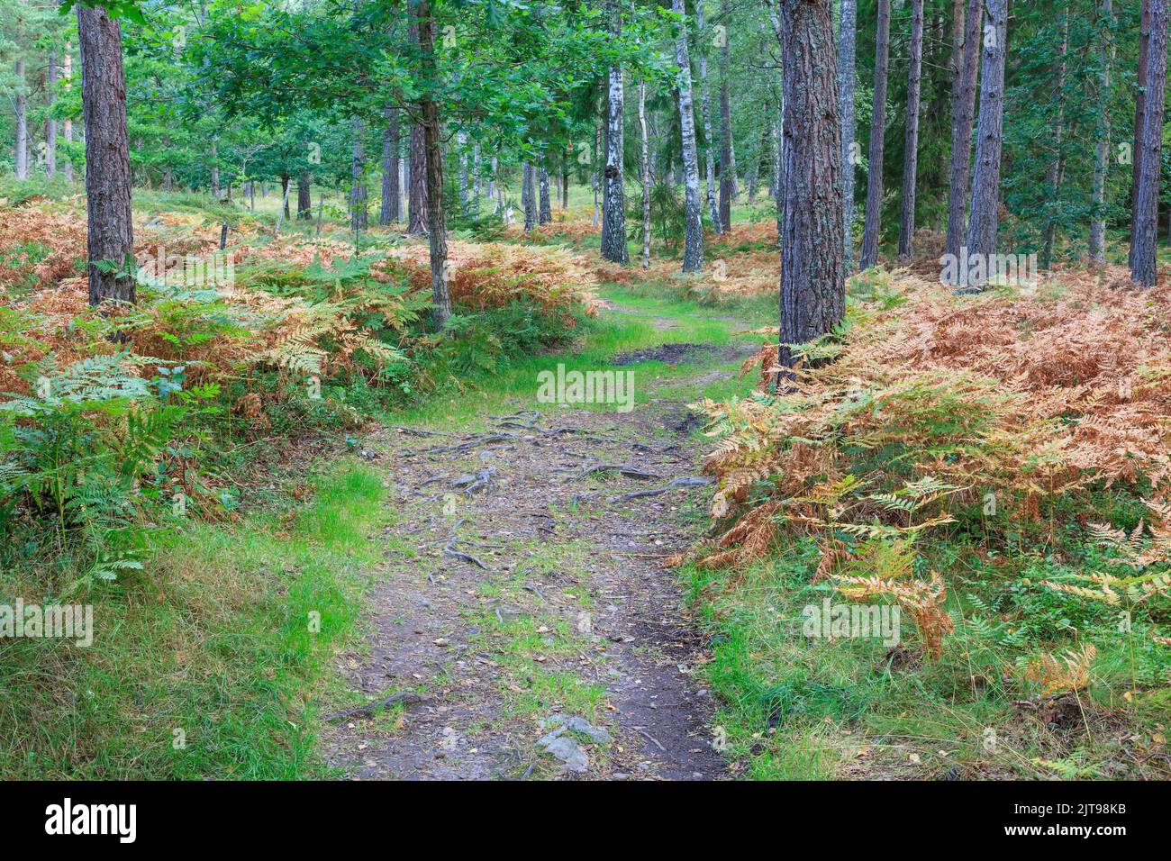 Path through the forest with ferns Stock Photo - Alamy