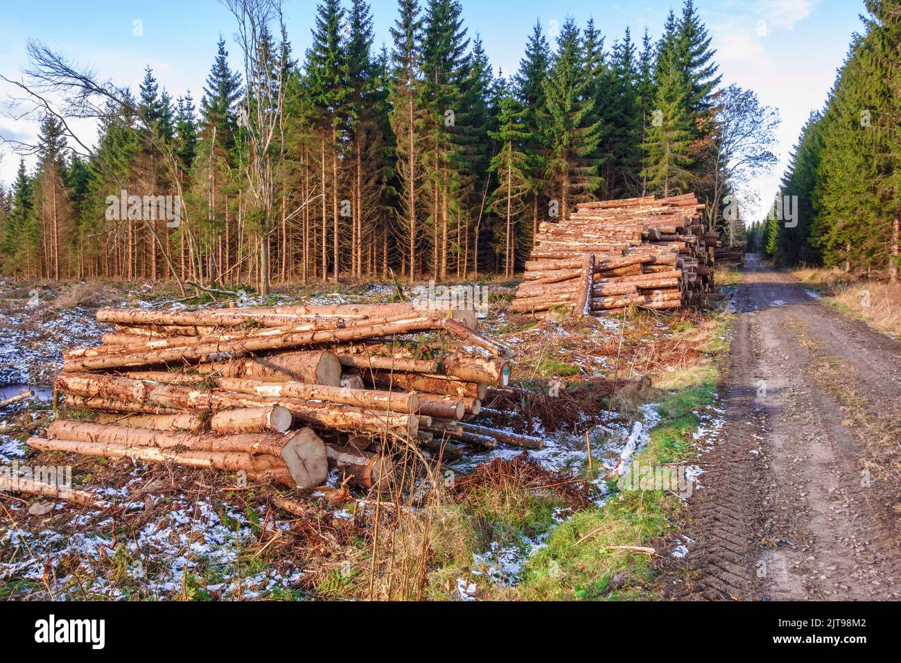 Timber piles on a forest road Stock Photo - Alamy