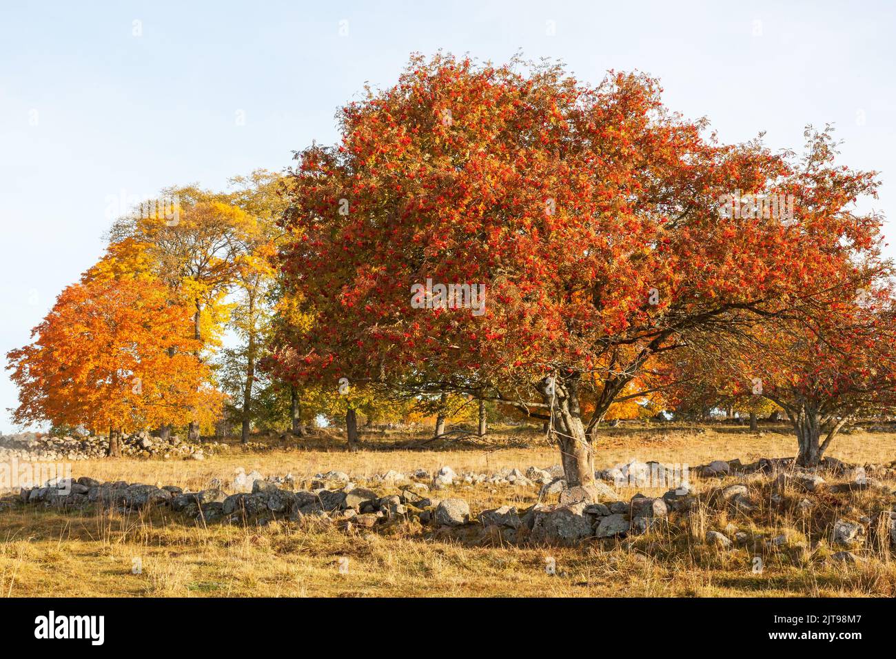 Rowan Trees with autumn colors in the field Stock Photo - Alamy