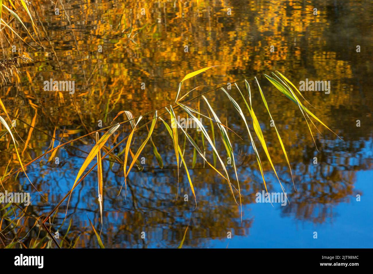 Stalk of reed with water reflections in fall Stock Photo - Alamy