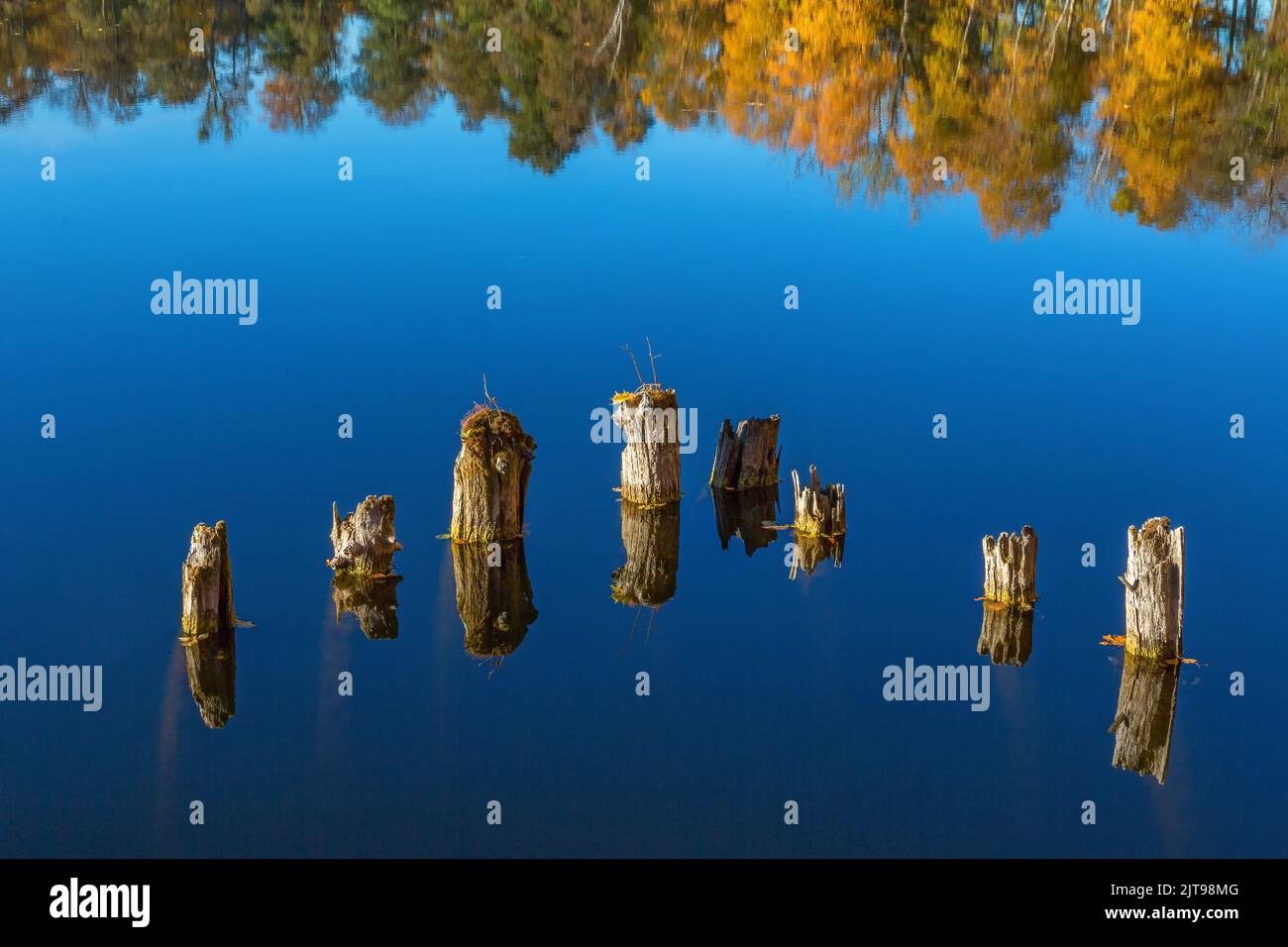 Old tree stumps in the water Stock Photo - Alamy