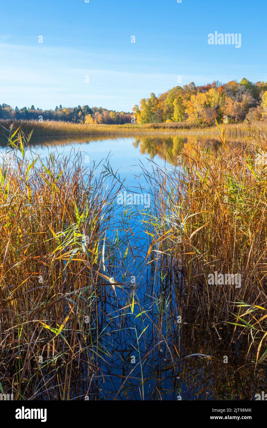 Views lake trees reeds hi-res stock photography and images - Alamy