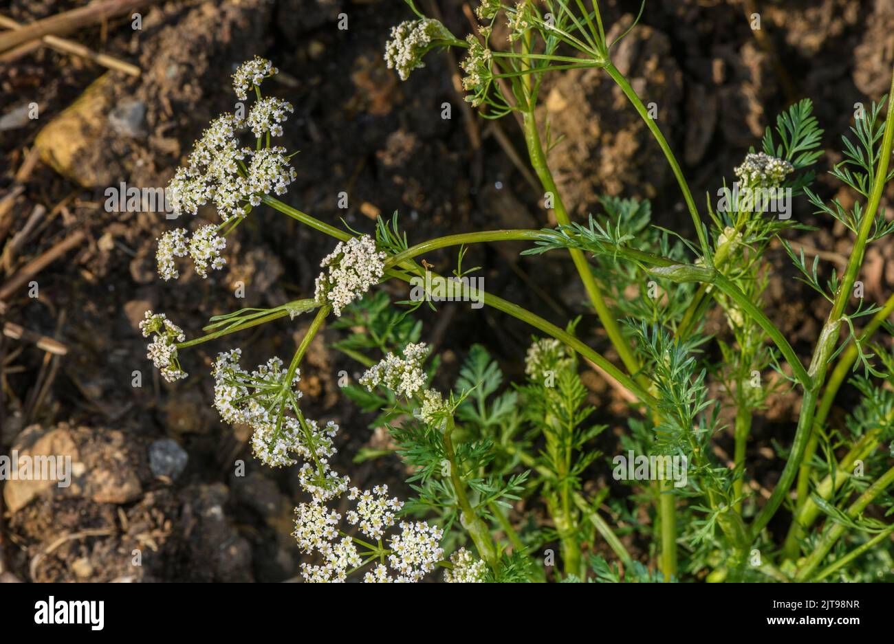 Caraway carum carvi fruit hi-res stock photography and images - Alamy
