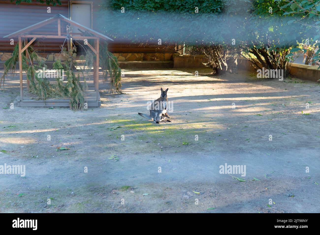 Baby australia young marsupial kangaroo animal joey mammal wildlife ...