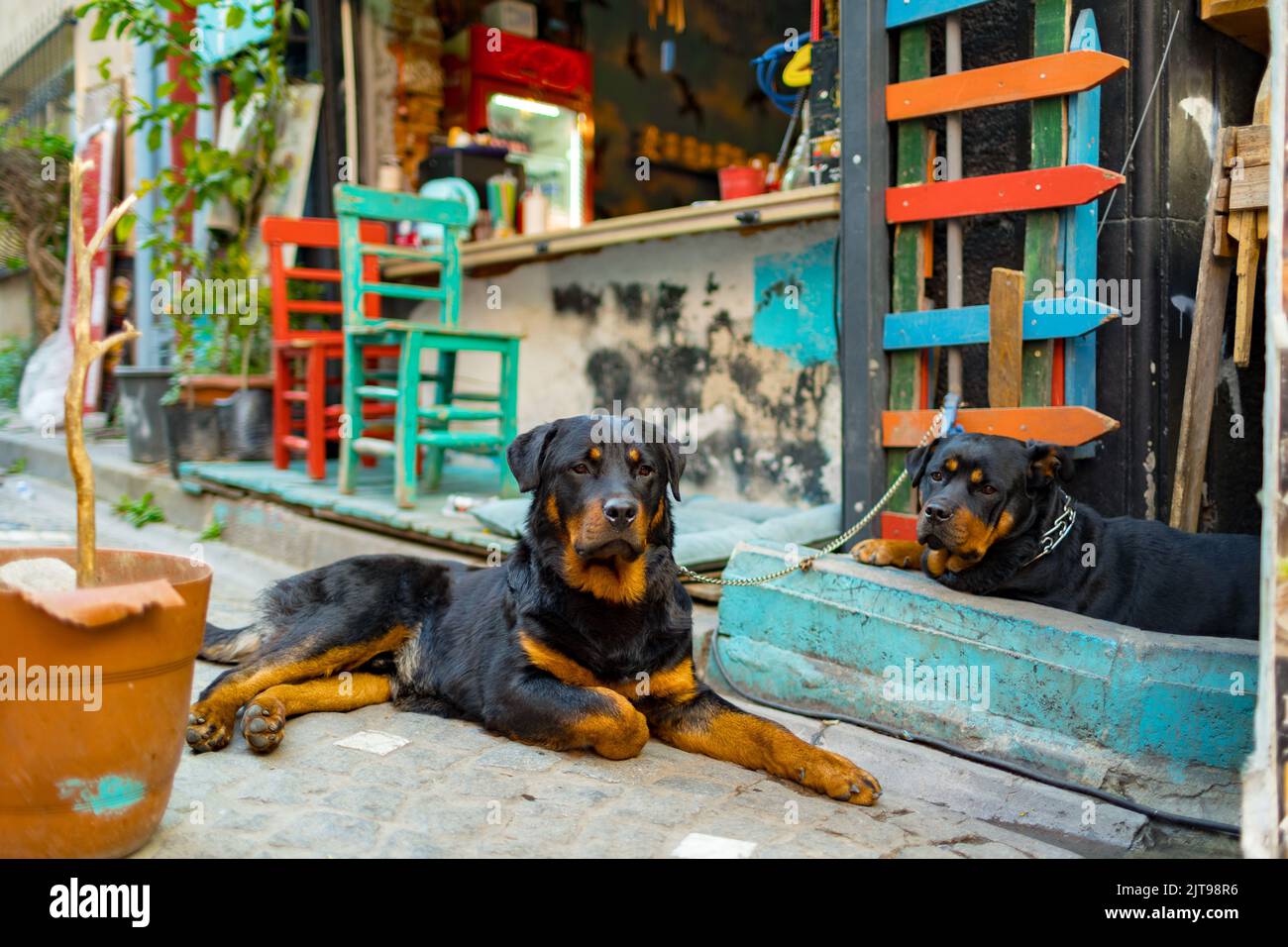 Two .rottweiler dogs lying in the street of Balat district in Istanbul ...
