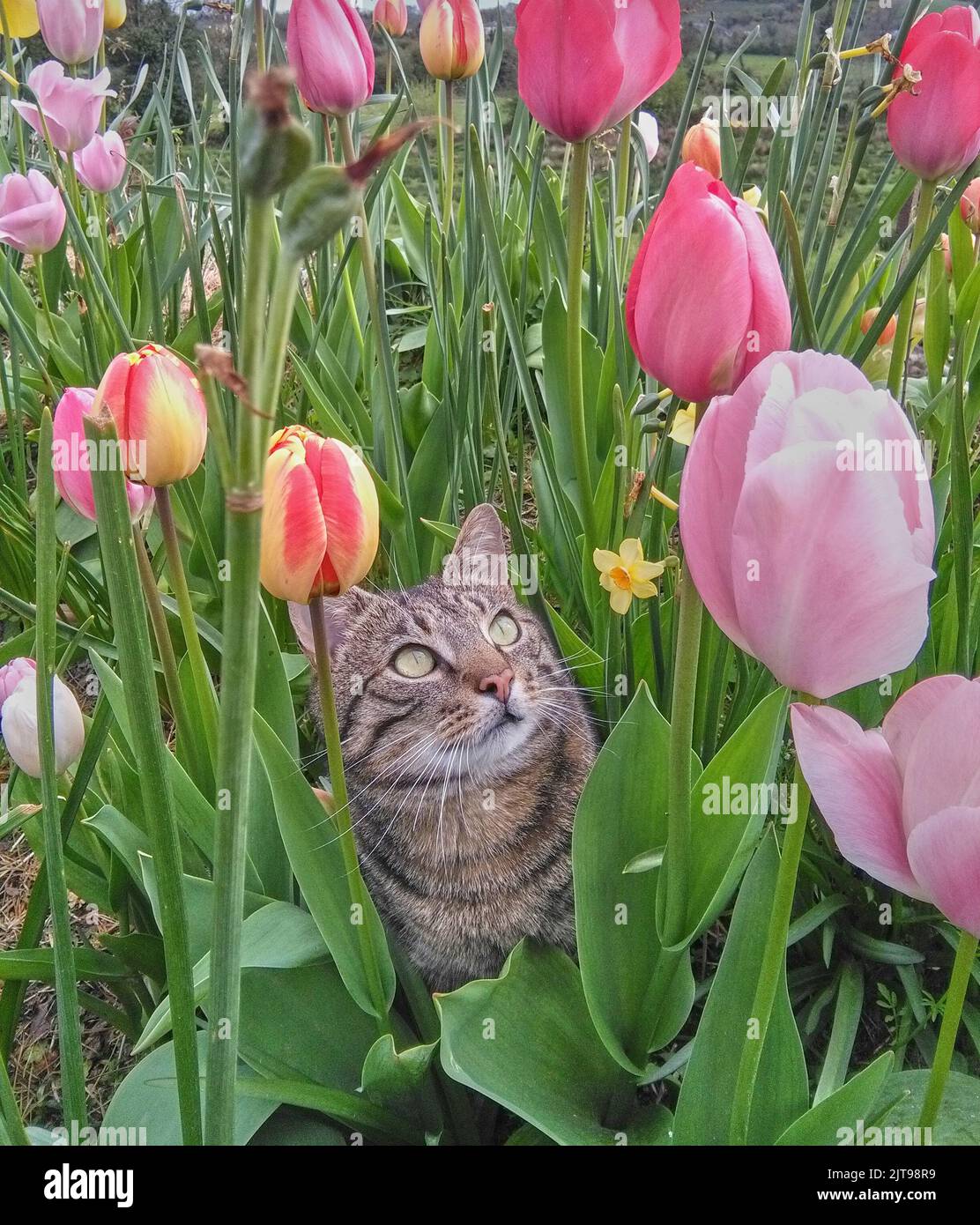 Inquisitive kitty hi-res stock photography and images - Alamy