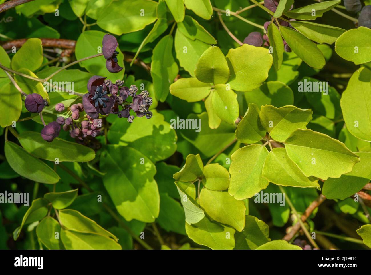 Chocolate vine, Akebia quinata, in flower in spring. From east Asia ...