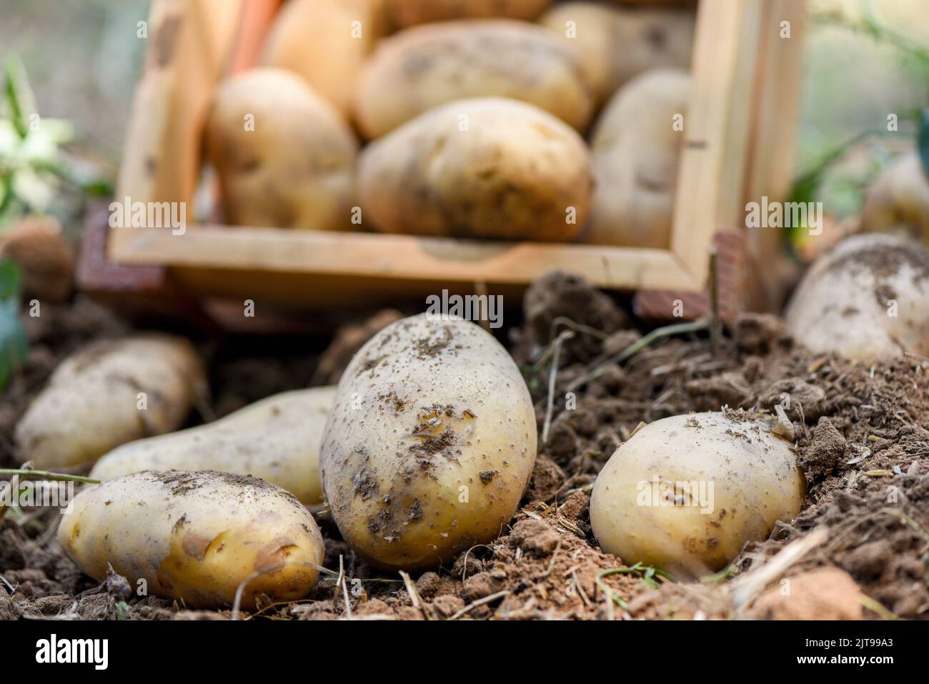 Fresh potato plant, harvest of ripe potatoes in wooden box agricultural ...