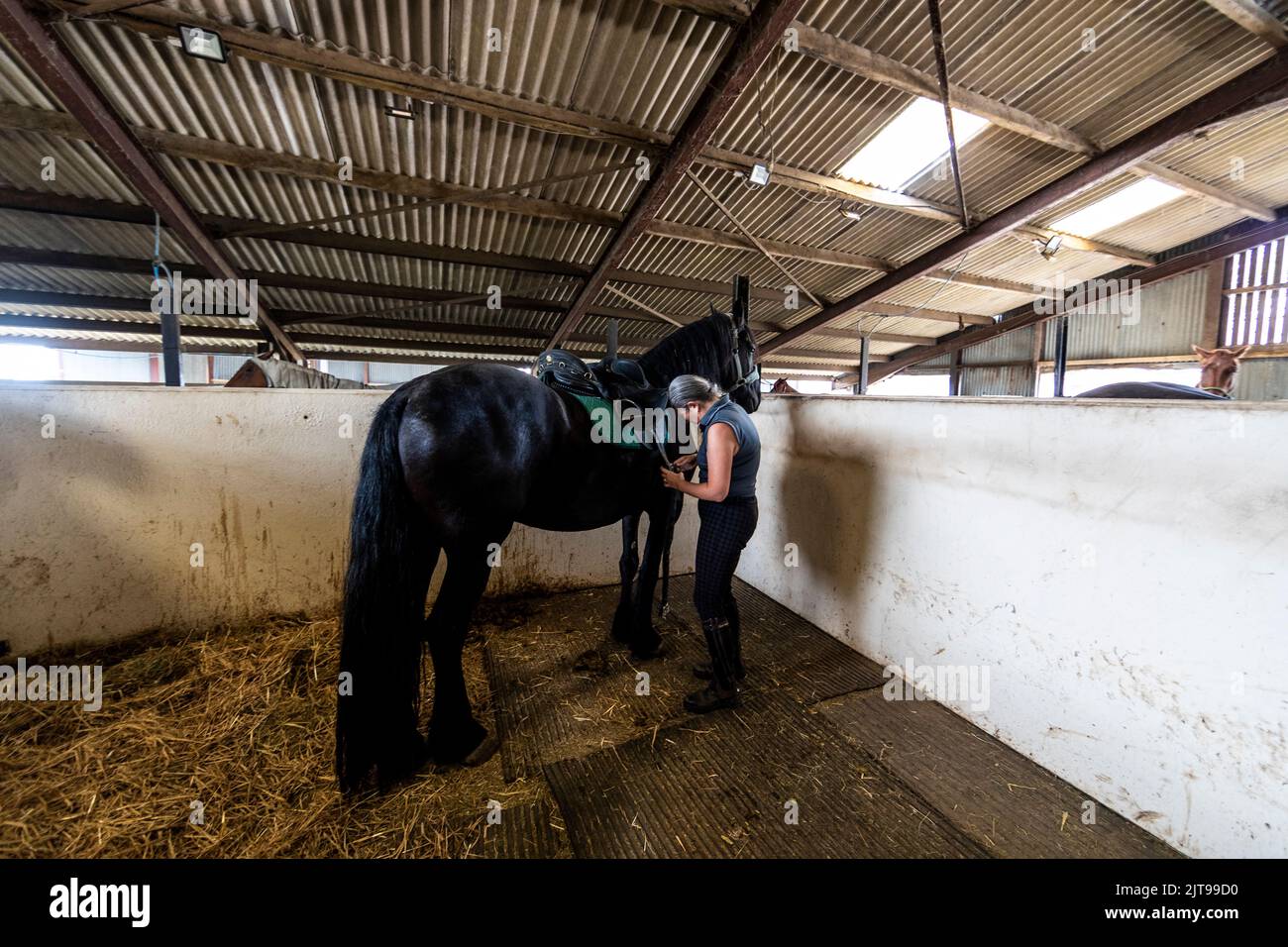 An adult female horse rider pepares a yound Friesian stallion for one ...