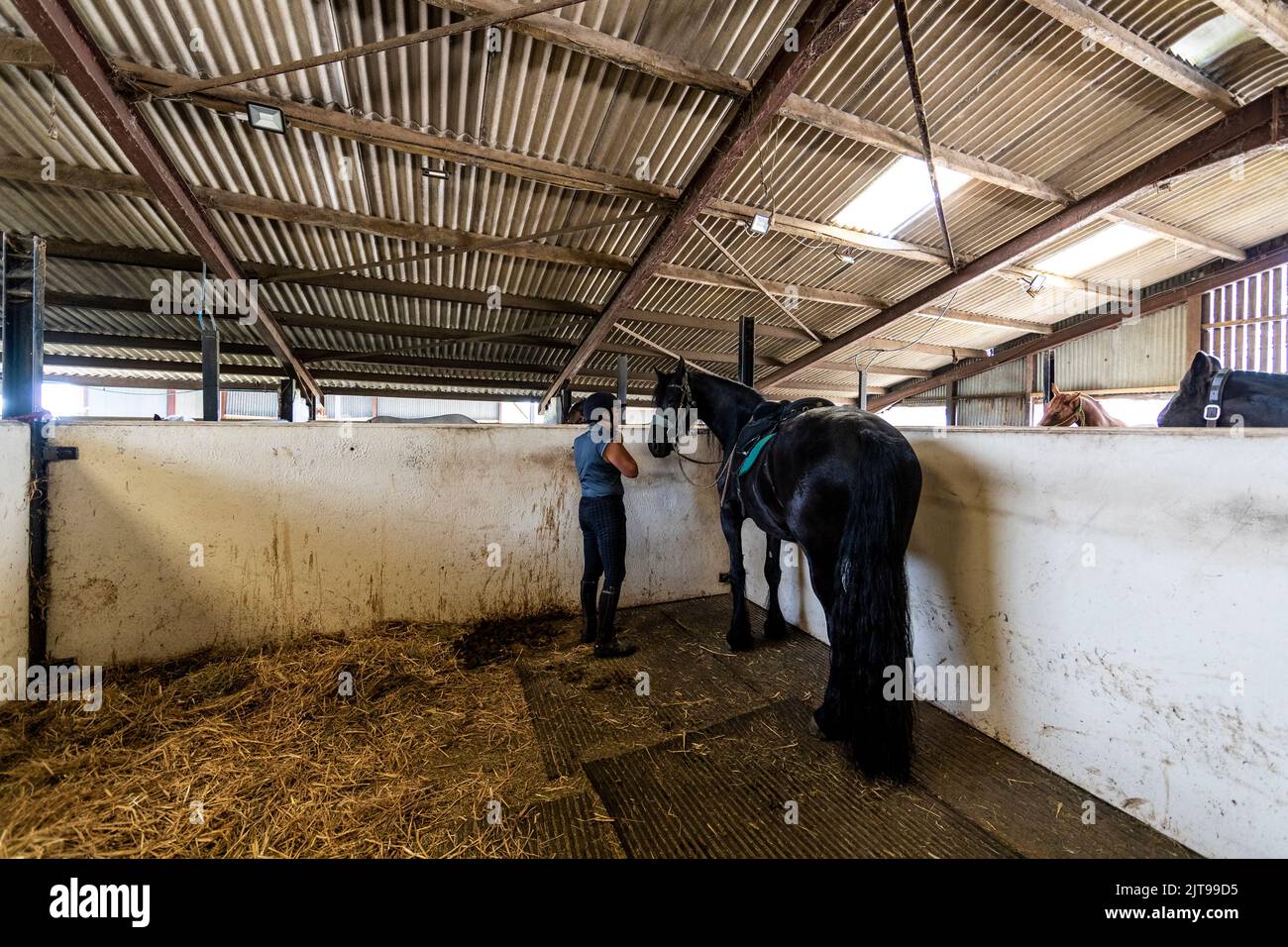 An adult female horse rider pepares a yound Friesian stallion for one ...