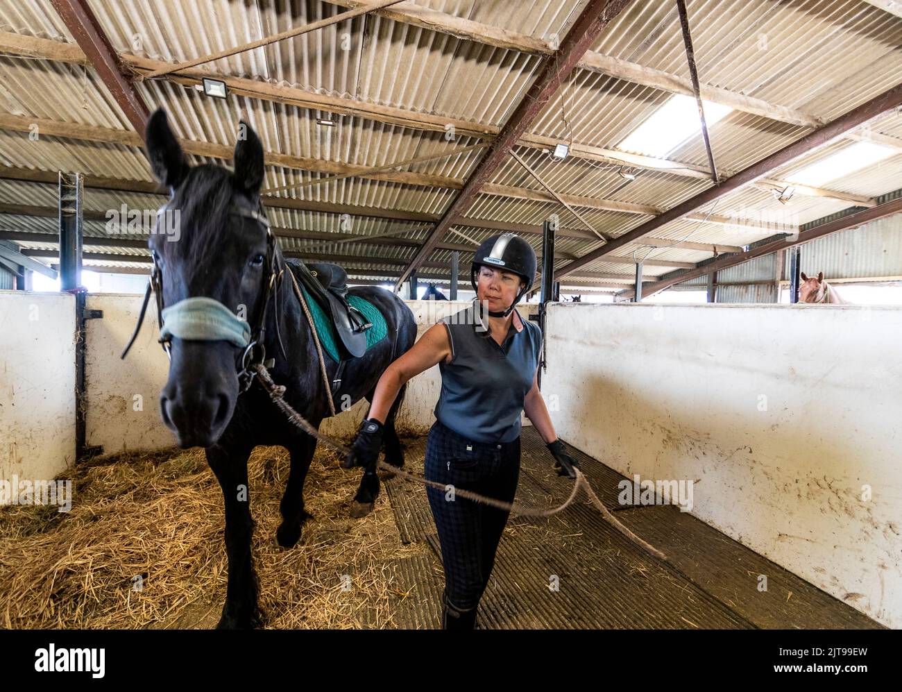 An adult female horse rider pepares a yound Friesian stallion for one ...