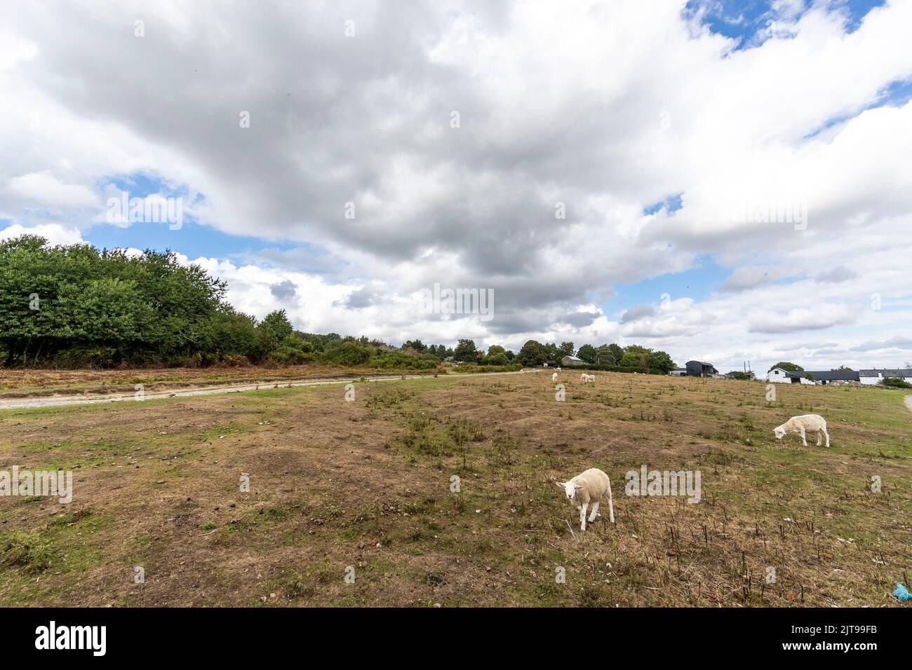 Bircher common hi-res stock photography and images - Alamy