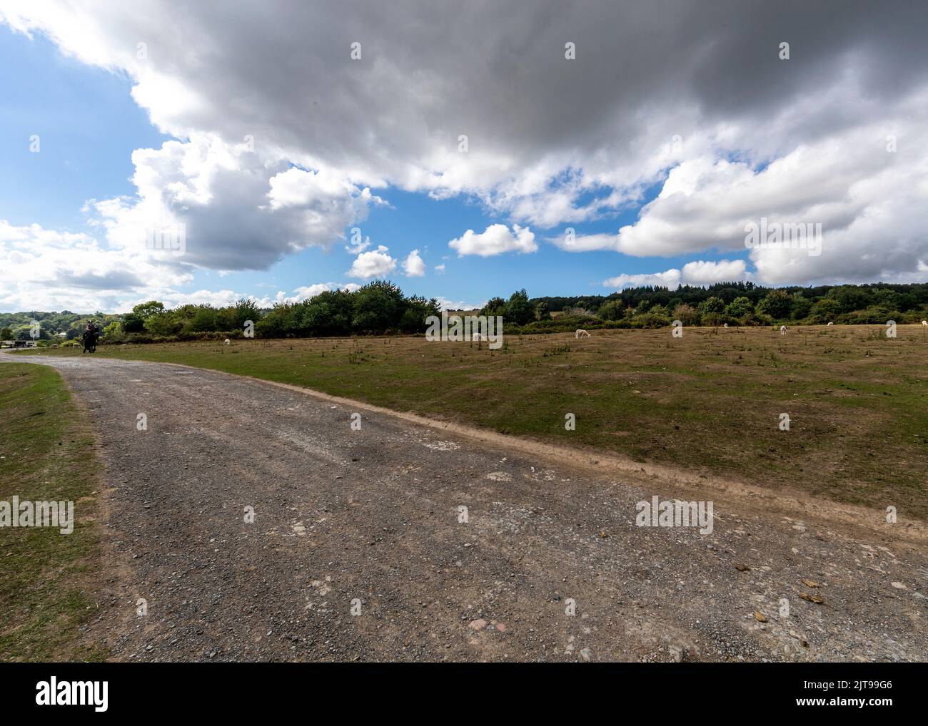 Bircher common hi-res stock photography and images - Alamy