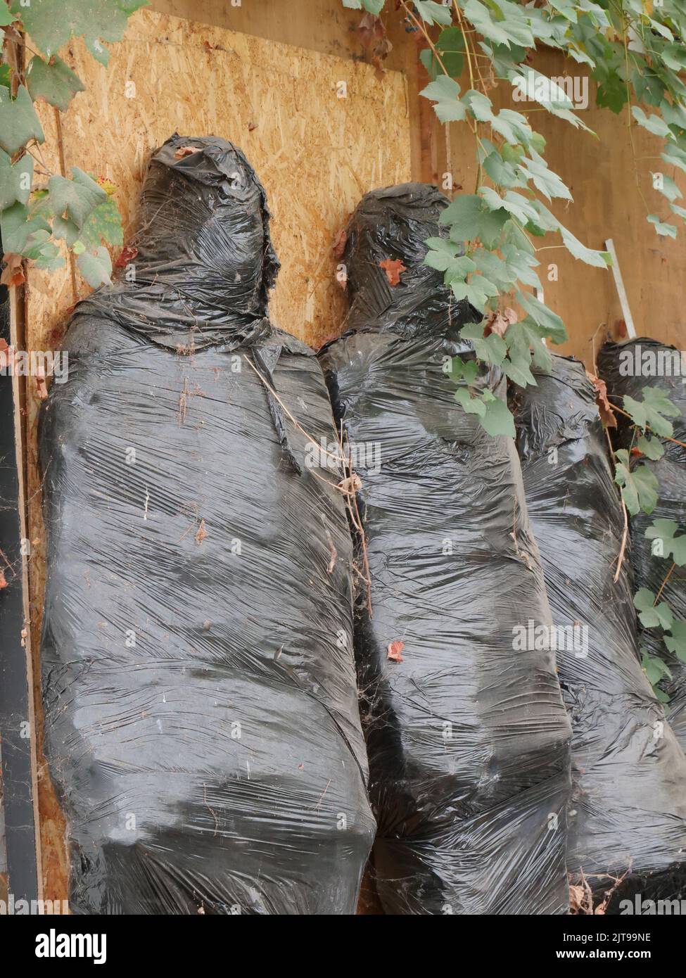 Halloween scene, Vertical photo of four human bodies wrapped in black ...