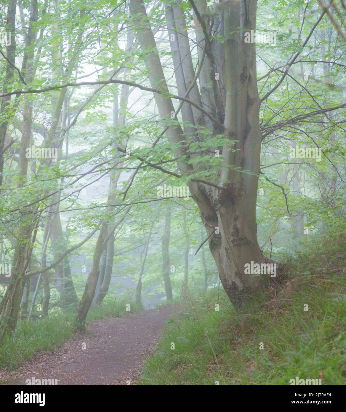An old beech tree beside a footpath through woodlands in summer on a ...