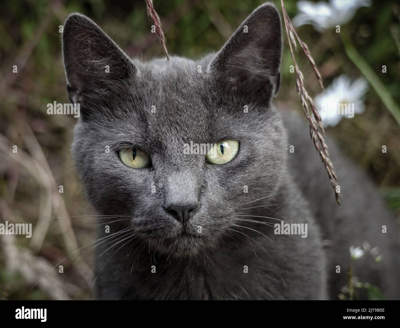 A black cat outdoors with intense stare Stock Photo - Alamy