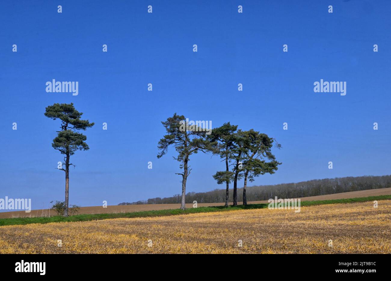 blue sky, trees and fields, suffolk, england Stock Photo - Alamy