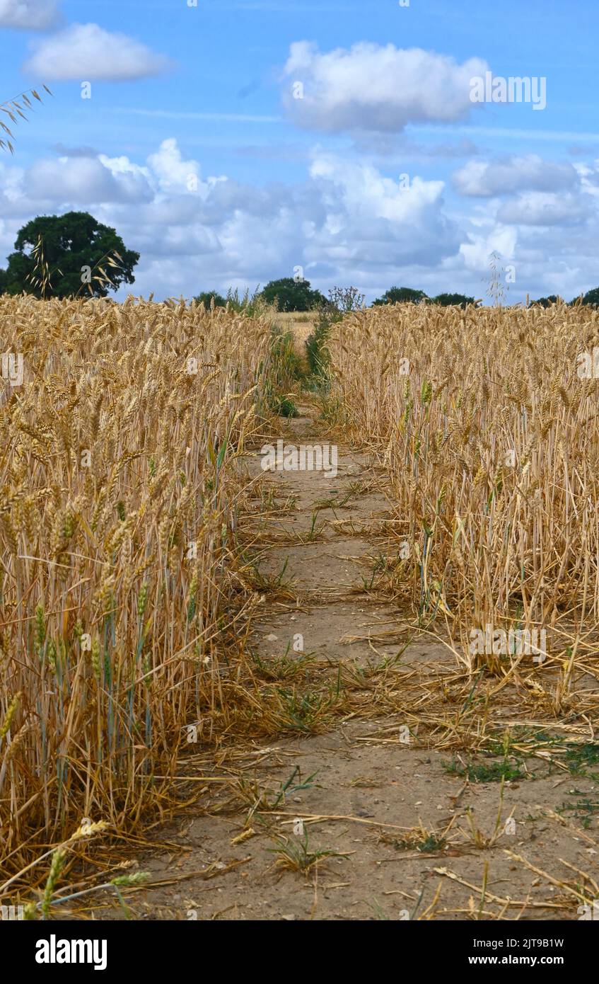 Suffolk summer field hi-res stock photography and images - Alamy
