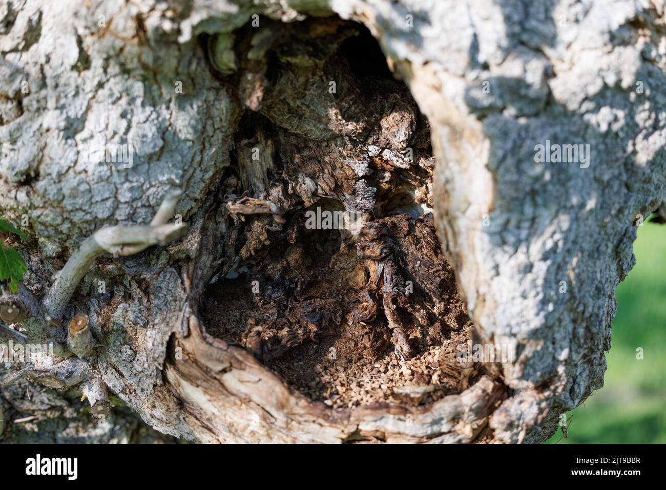 Inside of a tree hi-res stock photography and images - Alamy