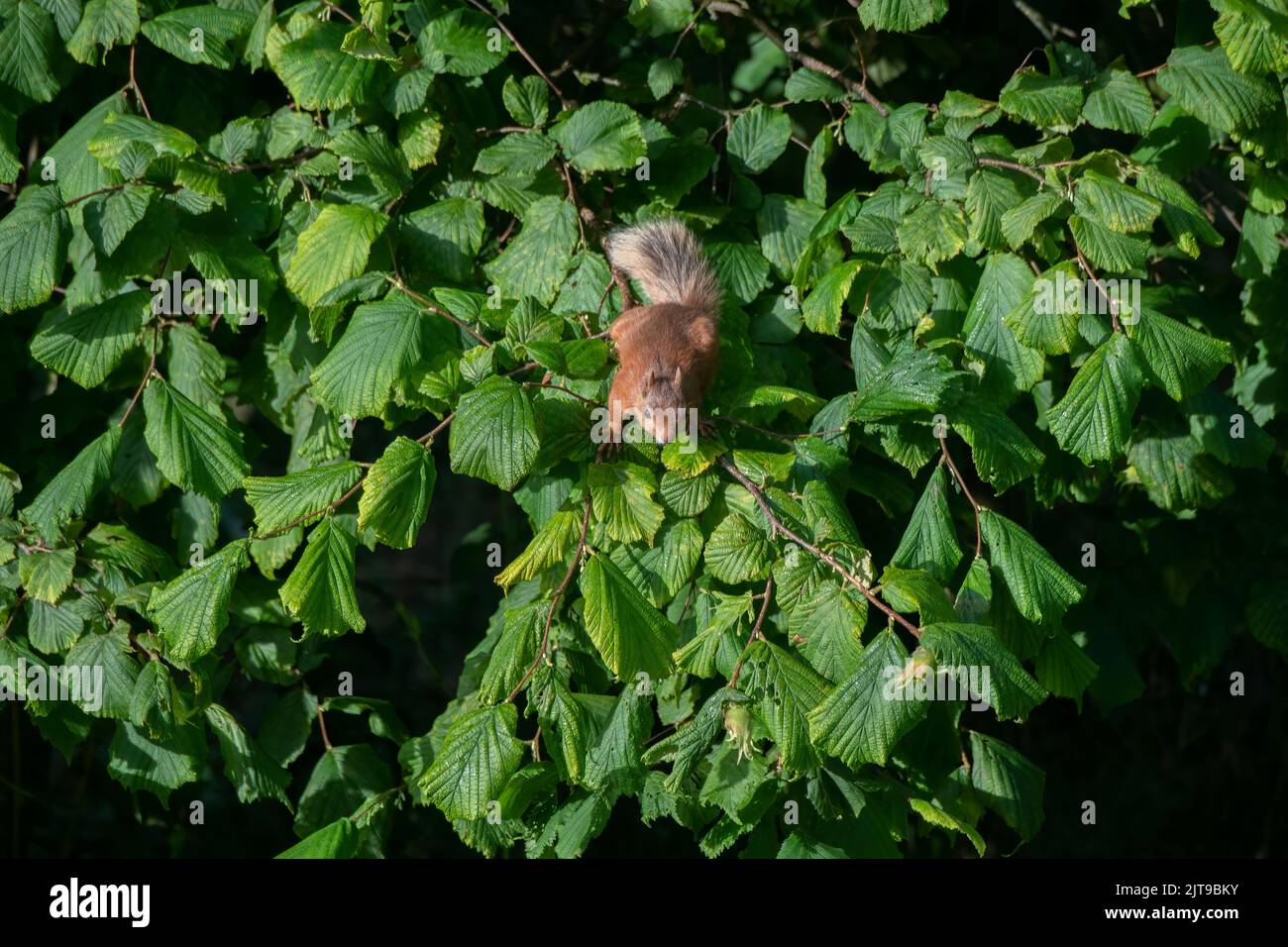 Red squirrel (Sciurus vulgaris)searching for hazel nuts, Dumfries, SW ...