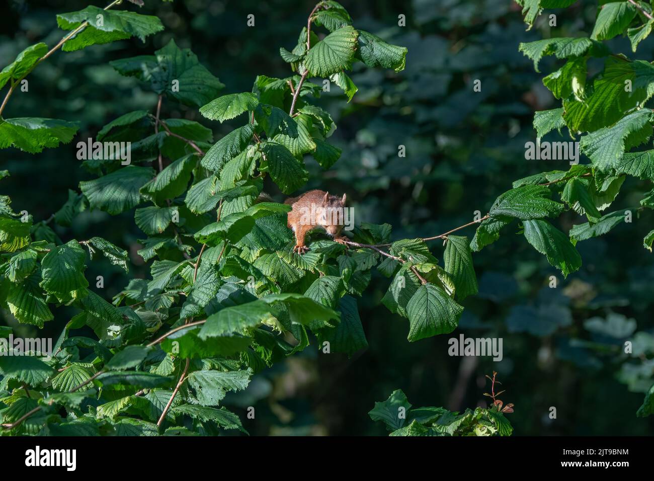 Red squirrel (Sciurus vulgaris)searching for hazel nuts, Dumfries, SW ...