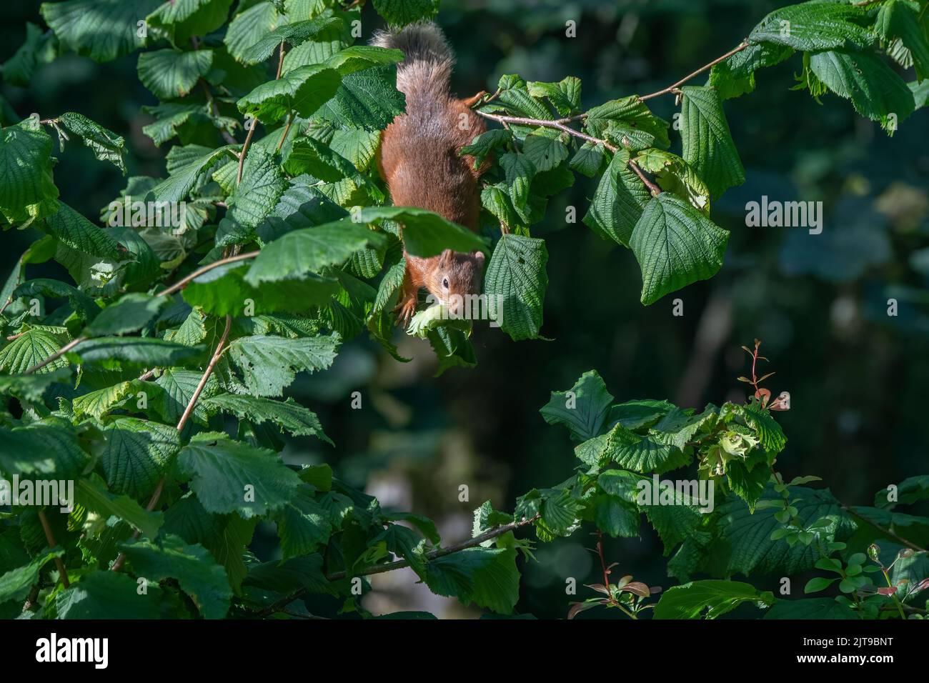 Corylus avellana nuts and squirrel hi-res stock photography and images ...