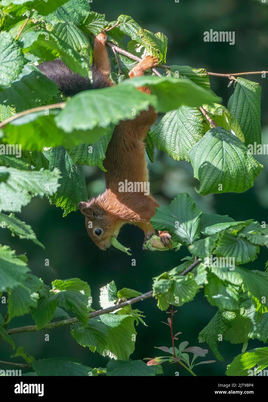 Red squirrel (Sciurus vulgaris)searching for hazel nuts, Dumfries, SW ...