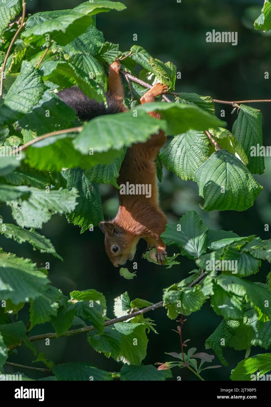 Red squirrel (Sciurus vulgaris)searching for hazel nuts, Dumfries, SW ...