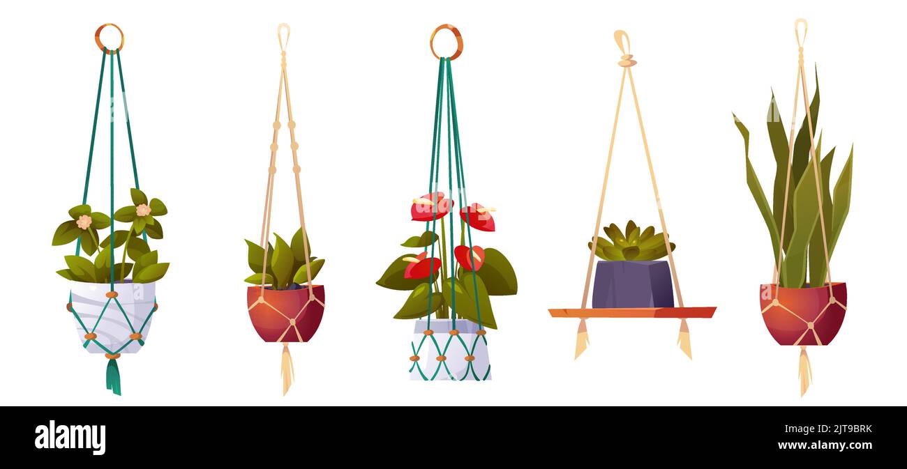House plants in hanging pots, isolated set of flowers in macrame ...