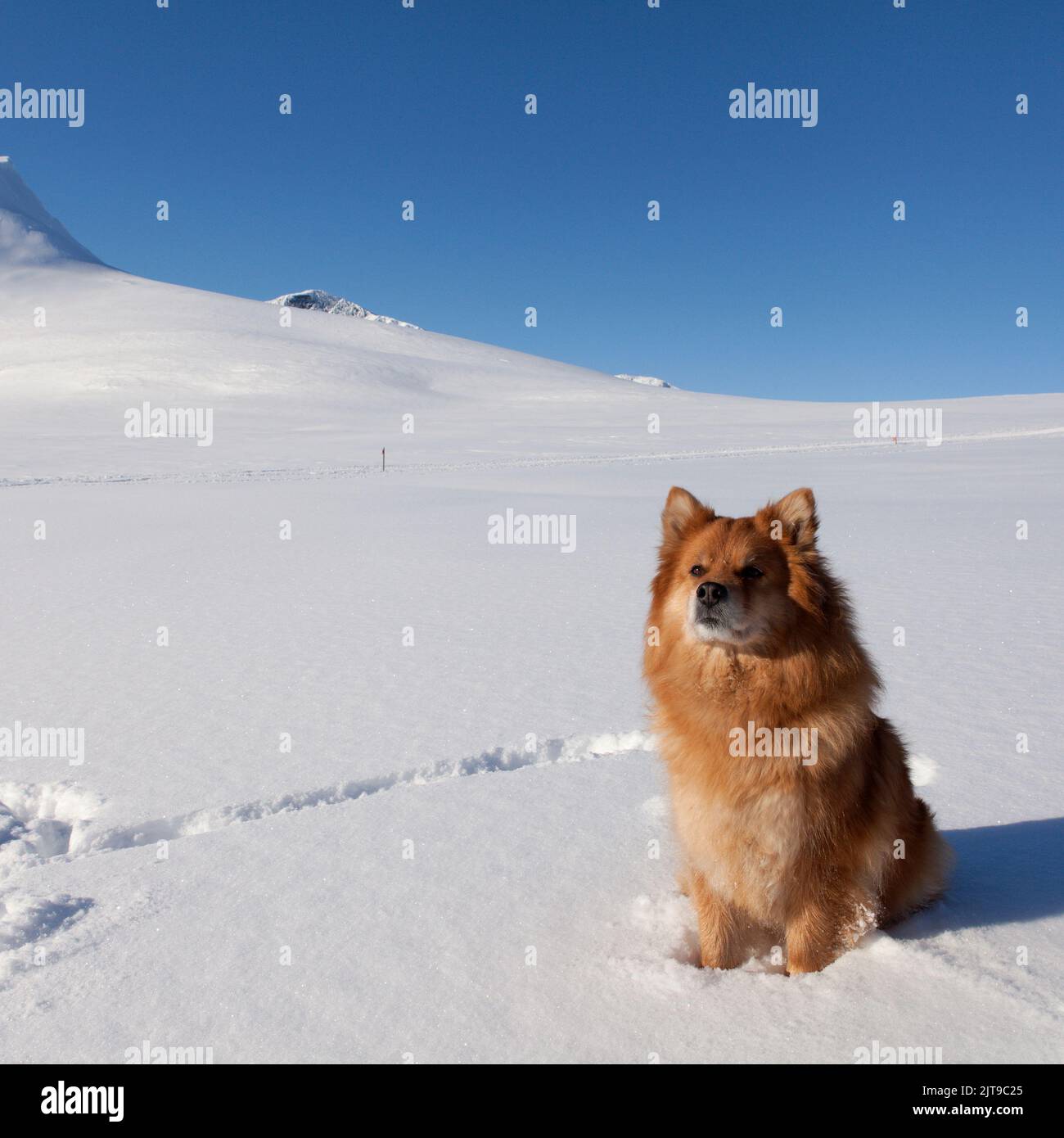 The Finnish Spitz in its habitats. Winter, snow, and mountains. The ...