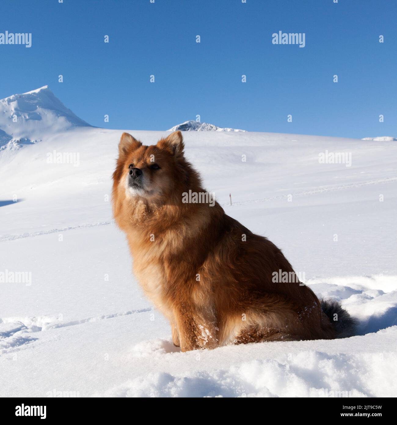 The Finnish Spitz in its habitats. Winter, snow, and mountains. The ...