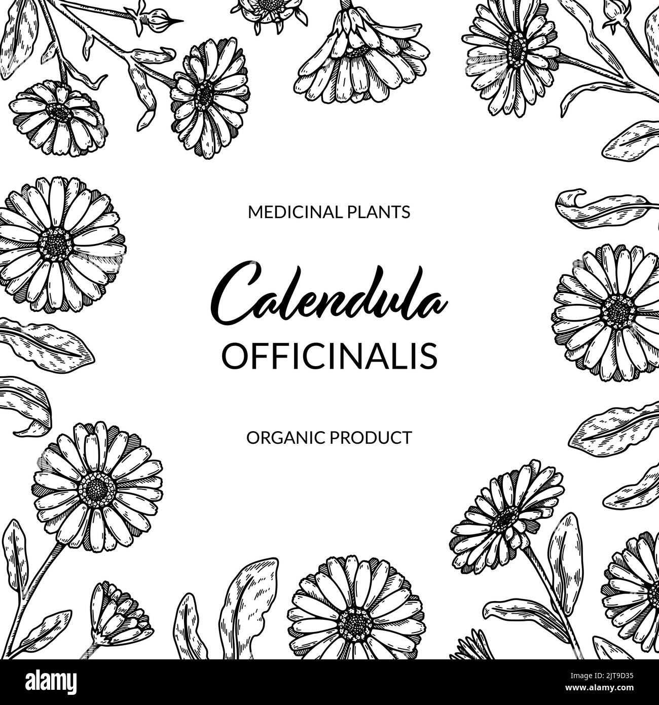 Calendula frame with hand drawn elements. Vector illustration in sketch ...