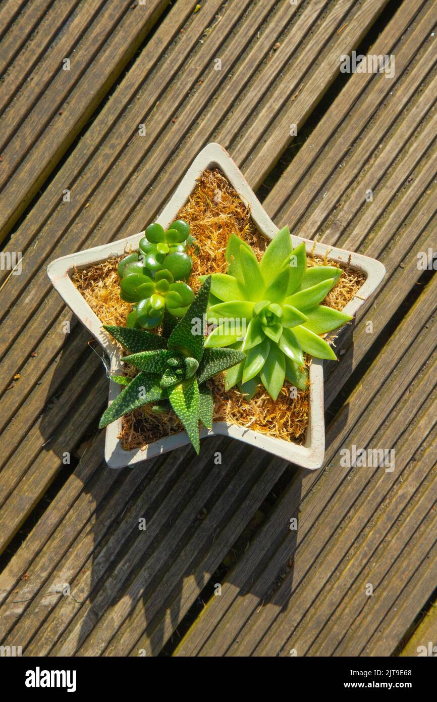 A top view of green succulent plants in small star-shaped pot on metal ...