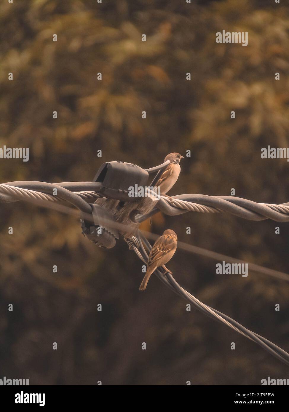 A vertical closeup of tiny birds standing on electric internet wires ...