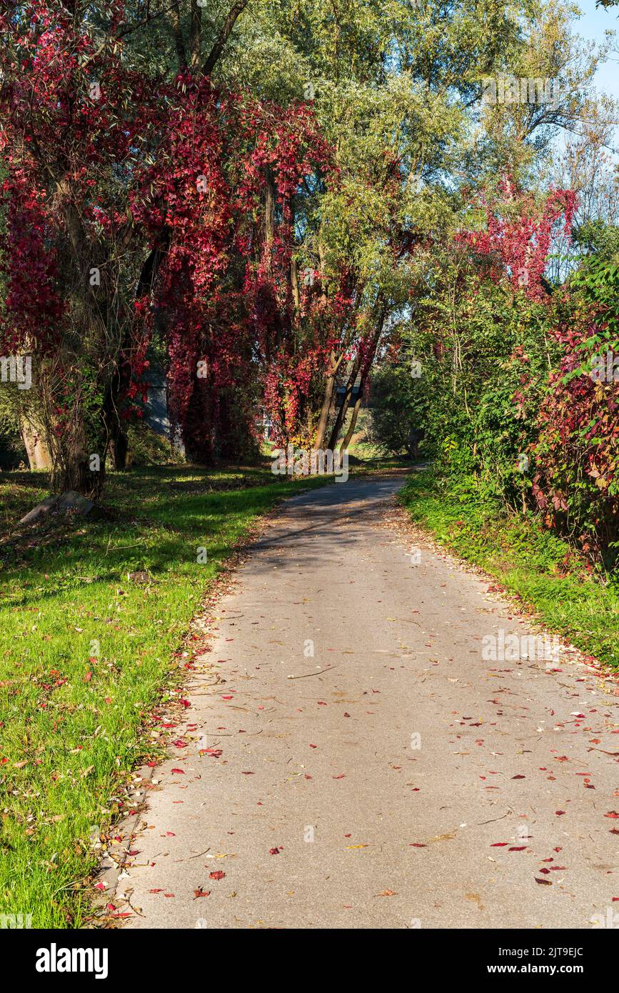 Asphalted bike path with trees around during beautiful autumn day with ...