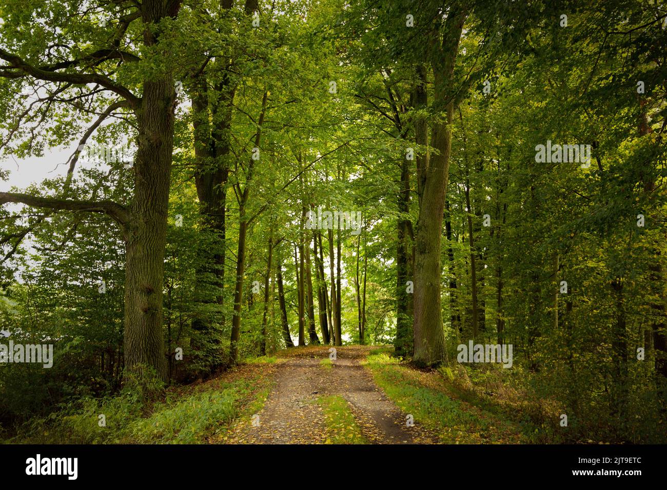 Forest path road in summer, Czech Republic Stock Photo - Alamy