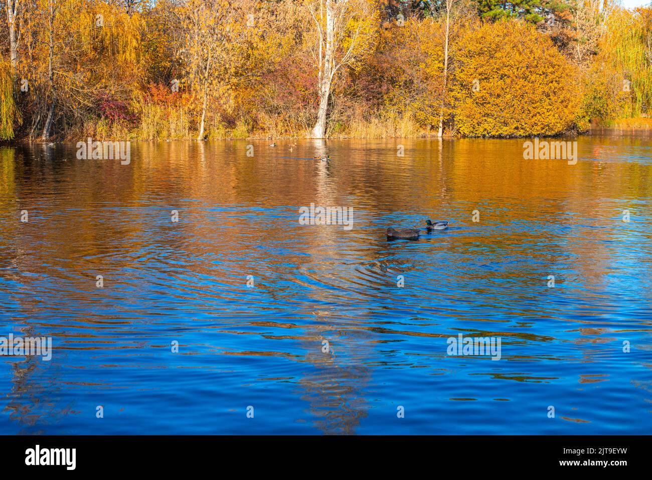 Blue water in a pond with two ducks swimming and a reflection of autumn ...