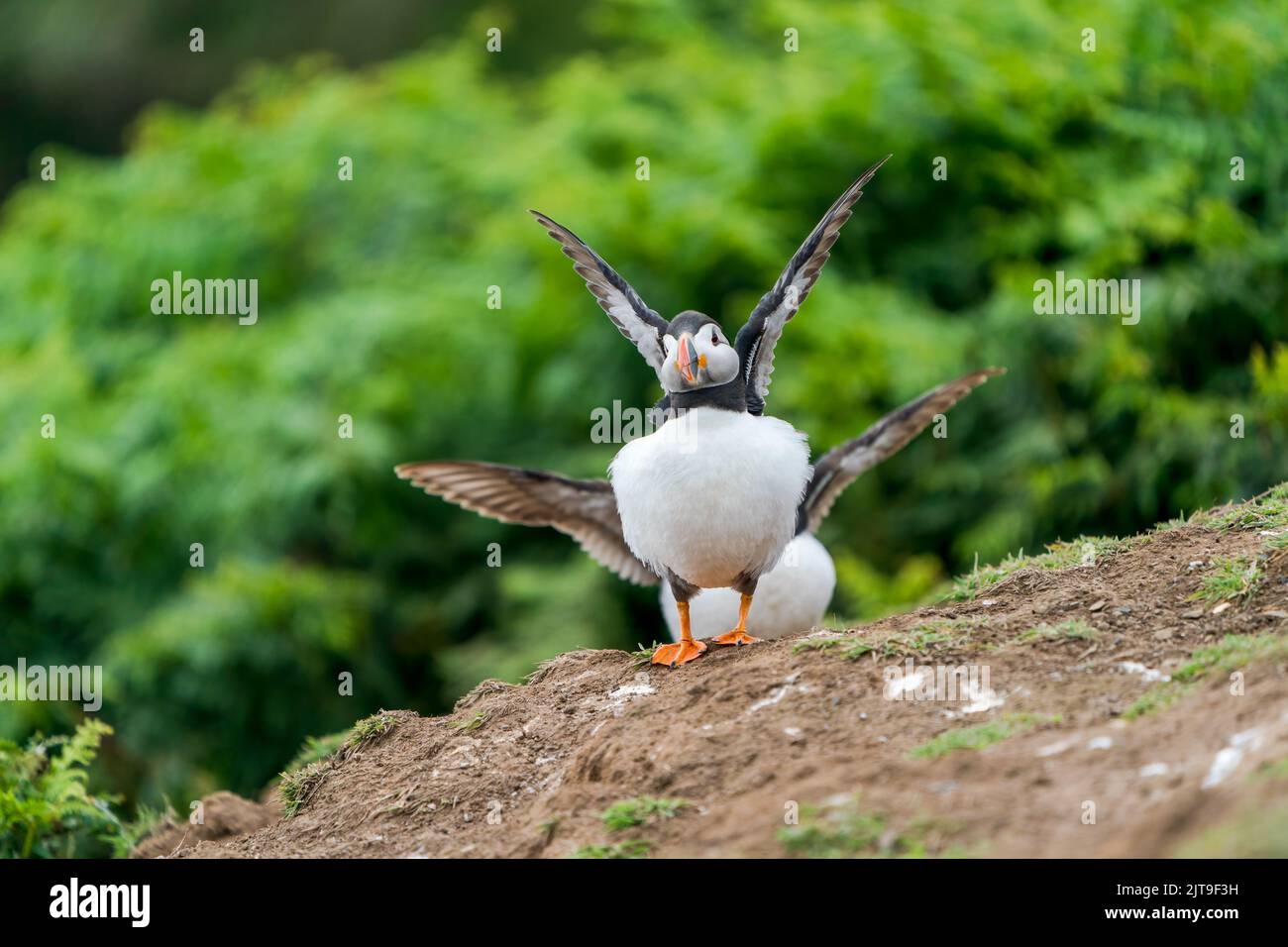 adorable, affectionate, animal, animal wildlife, atlantic, atlantic ...