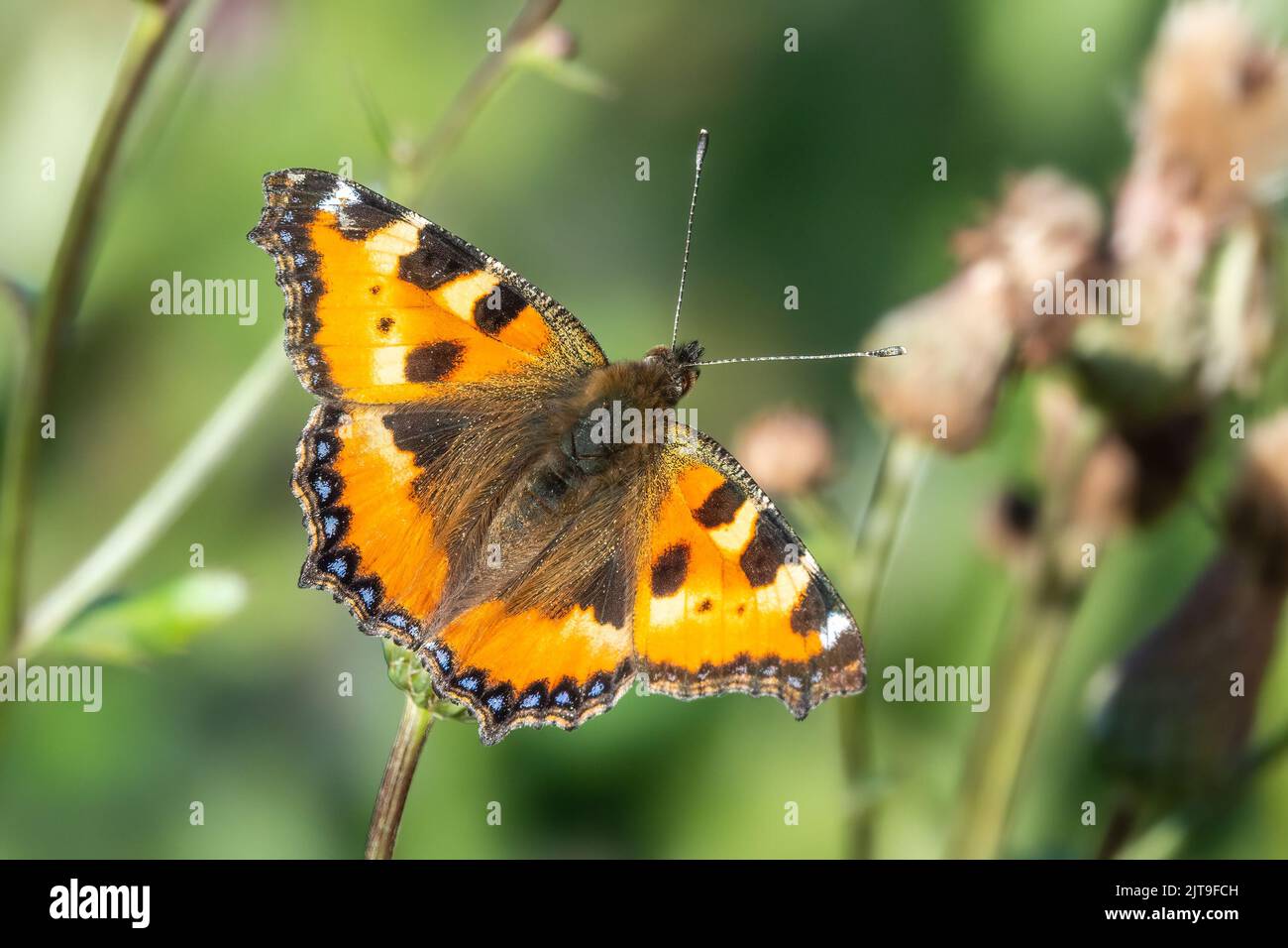 Small tortoiseshell insects hi-res stock photography and images - Alamy