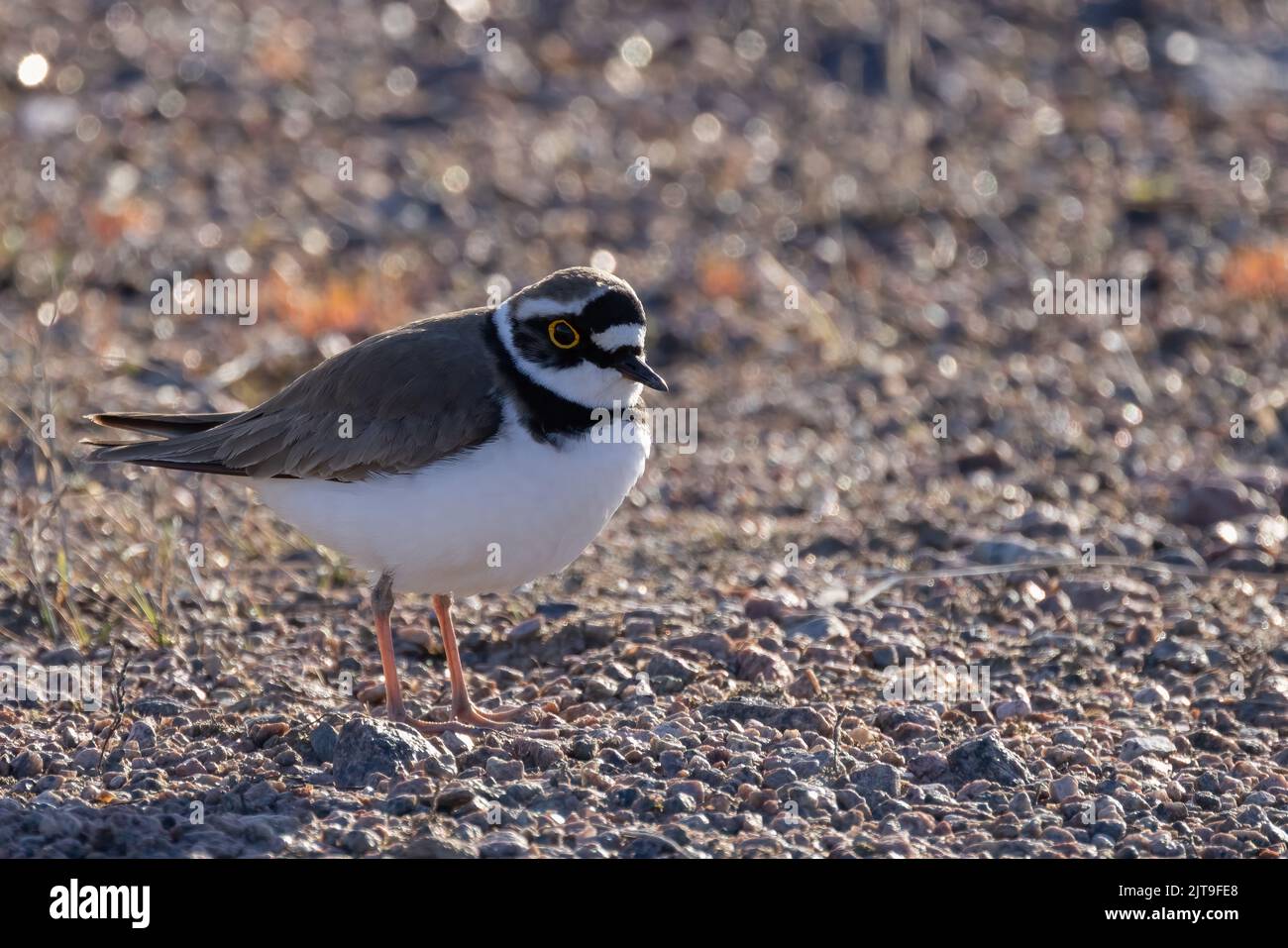 Little Ringed Plover Stock Photo - Alamy